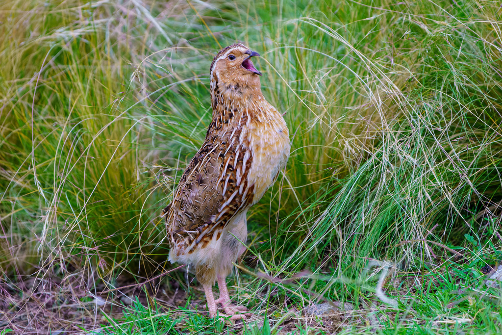 Domestic Quail (Wildlife of Sydney NSW Australia ) · iNaturalist