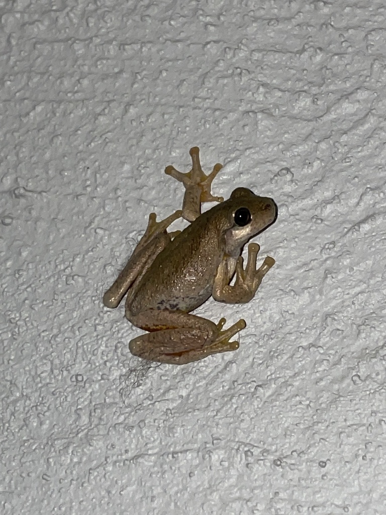 Peron's Tree Frog from Doyle Tce, Chapman, ACT, AU on January 25, 2024 ...