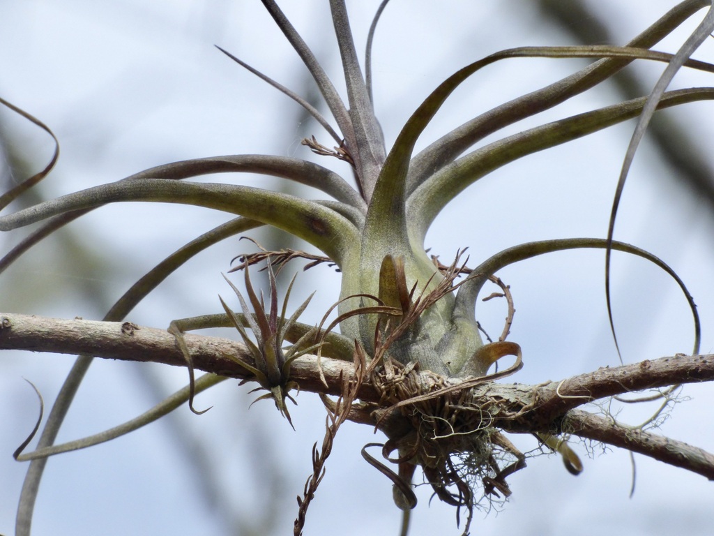 Balbis' airplant in January 2024 by hollyyoung. Corkscrew Swamp ...