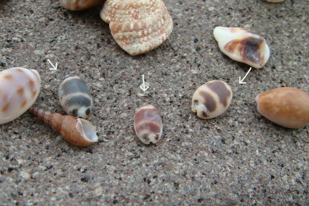 swallow cowrie from 977台灣花蓮縣豐濱鄉 on December 20, 2011 at 02:33 PM by ...
