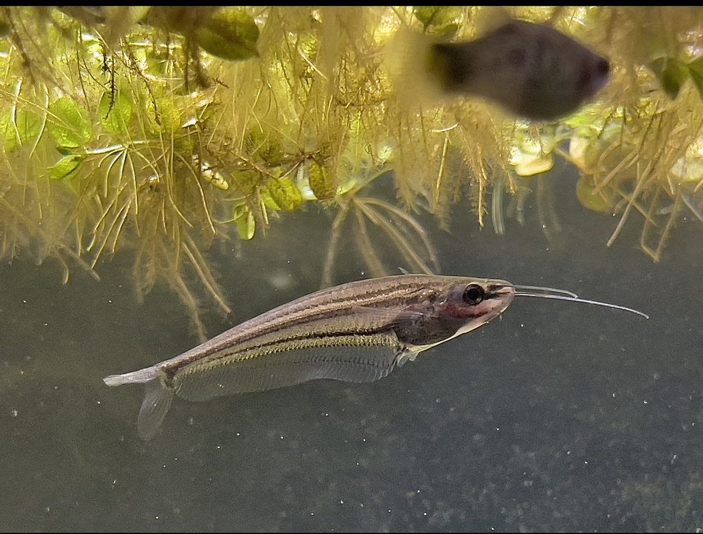 Striped glass catfish (Kryptopterus macrocephalus) - Marine Life ...