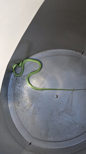 Green Water Snake (Philothamnus hoplogaster) - Snakes and Lizards