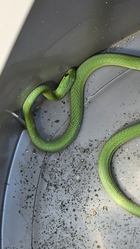 Green Water Snake (Philothamnus hoplogaster) - Snakes and Lizards