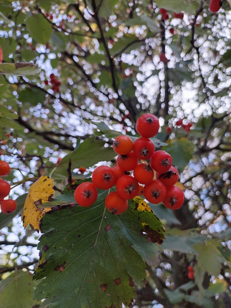 Maleae from Павлоград, Дніпропетровська область, Україна, 51400 on ...