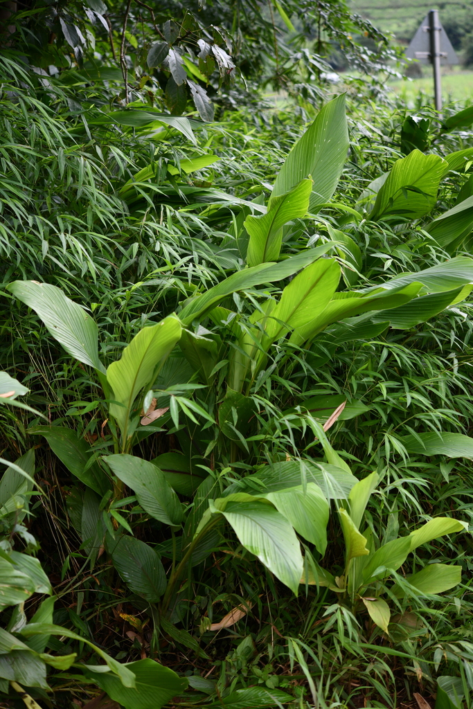 wild turmeric in August 2023 by 丁洪波 · iNaturalist