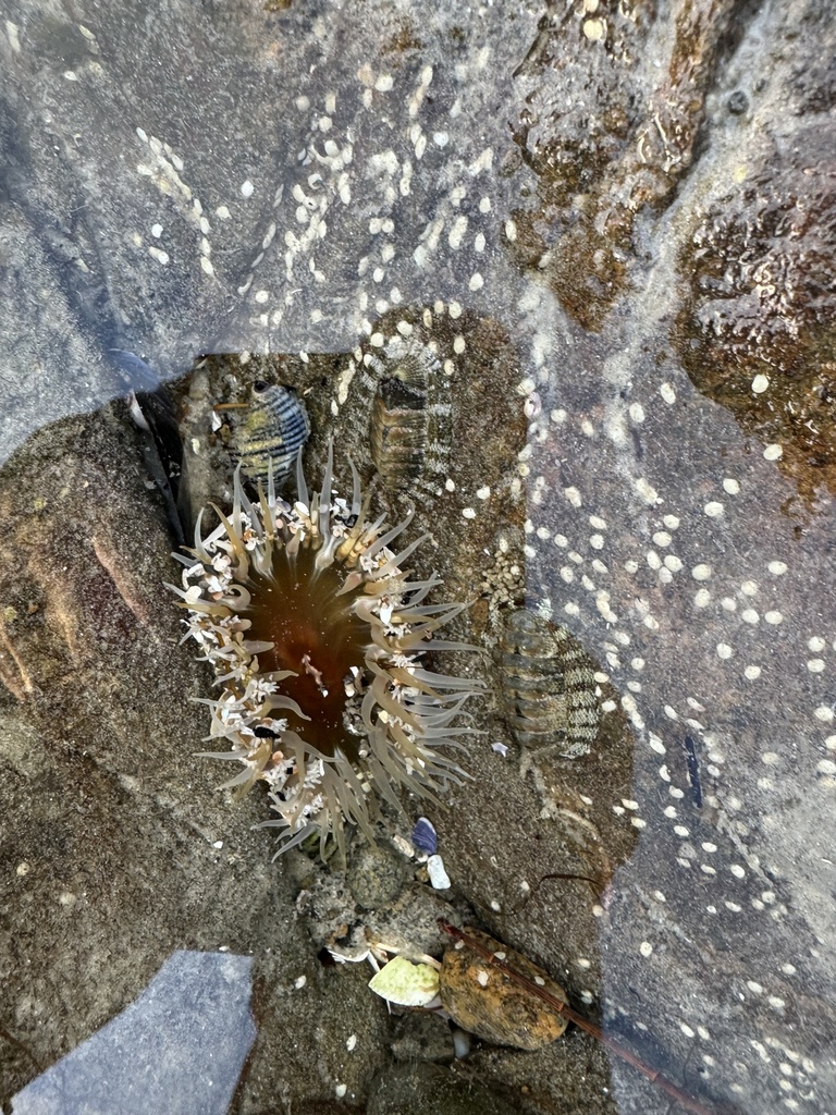 Speckled rock anemone from Gypsy Bay, Primrose Sands, TAS, AU on ...