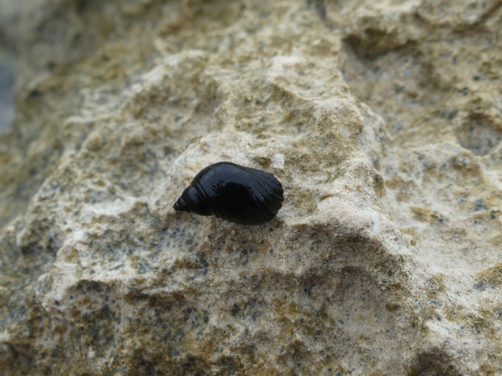 black planaxis from Chetmal-Cancun Puerto Juárez Km. 266,3 Xpuha Q ...