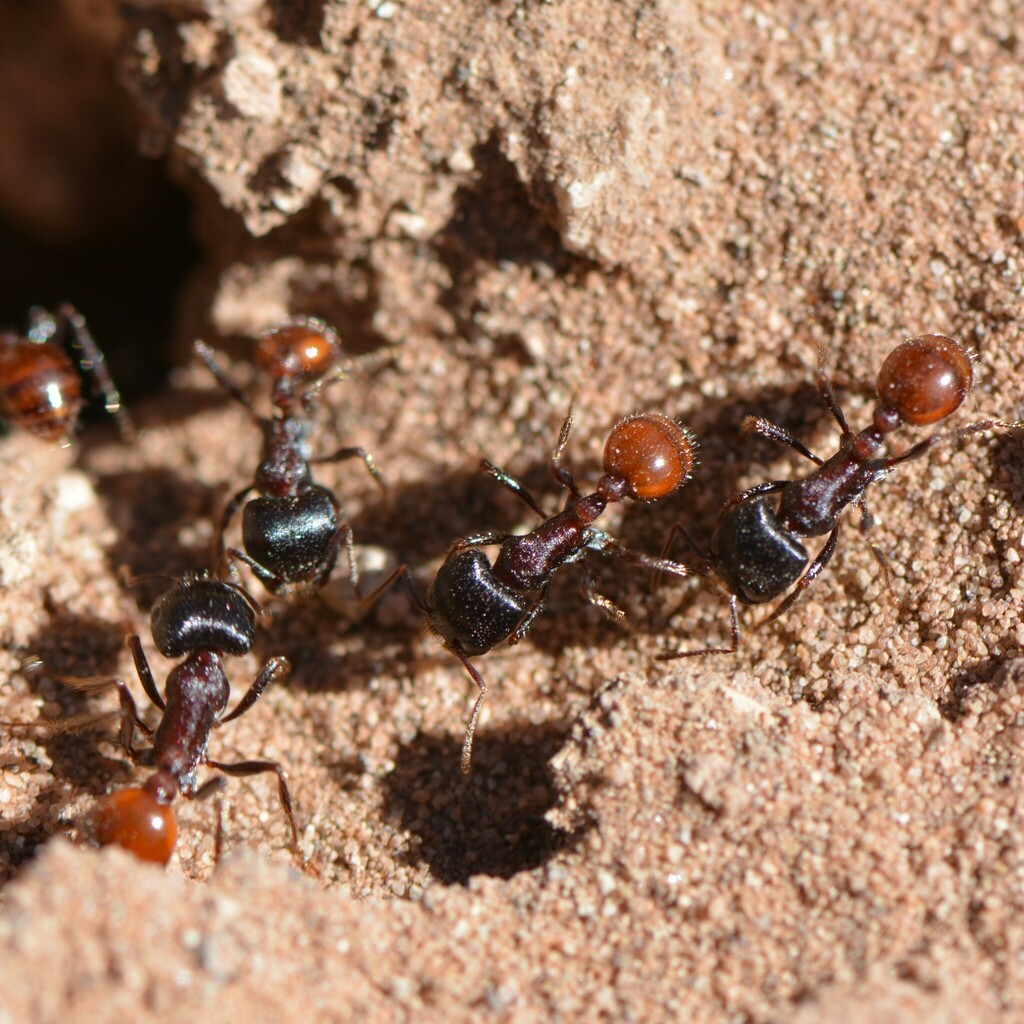 Rough Harvester Ant from Guadalupe County, NM, USA on October 14, 2023 ...
