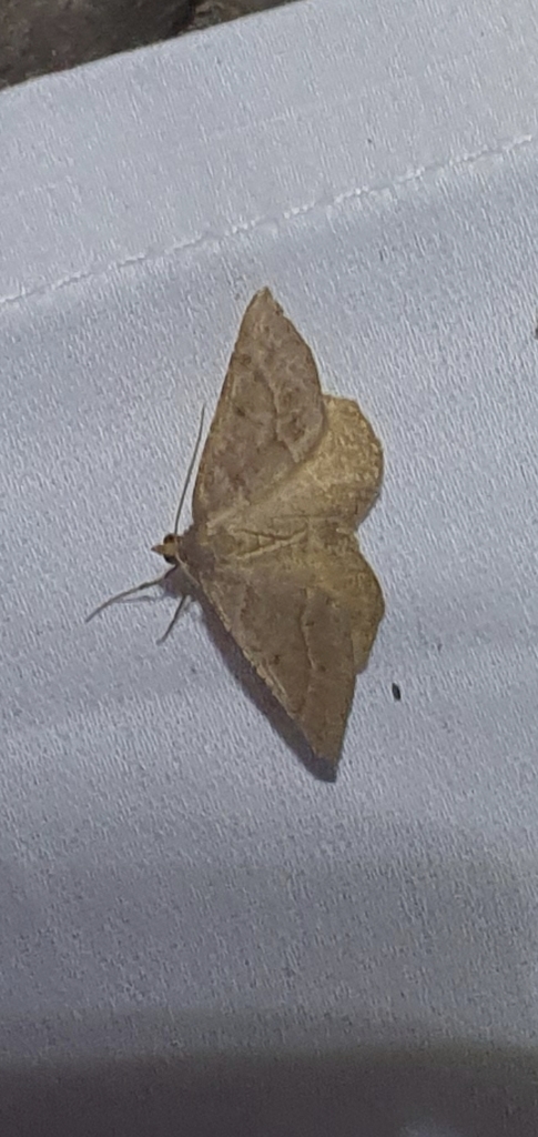 Angle Moths and Allies from Adelaide SA, Australia on January 21, 2024 ...