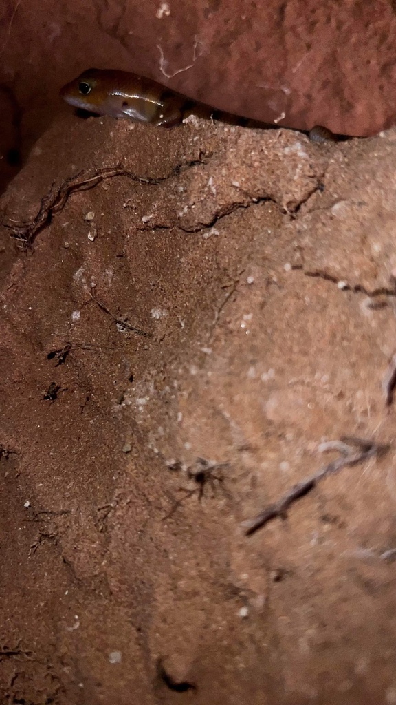 Broad Banded Sand Swimmer in January 2024 by airhead147. Skink, yellow ...