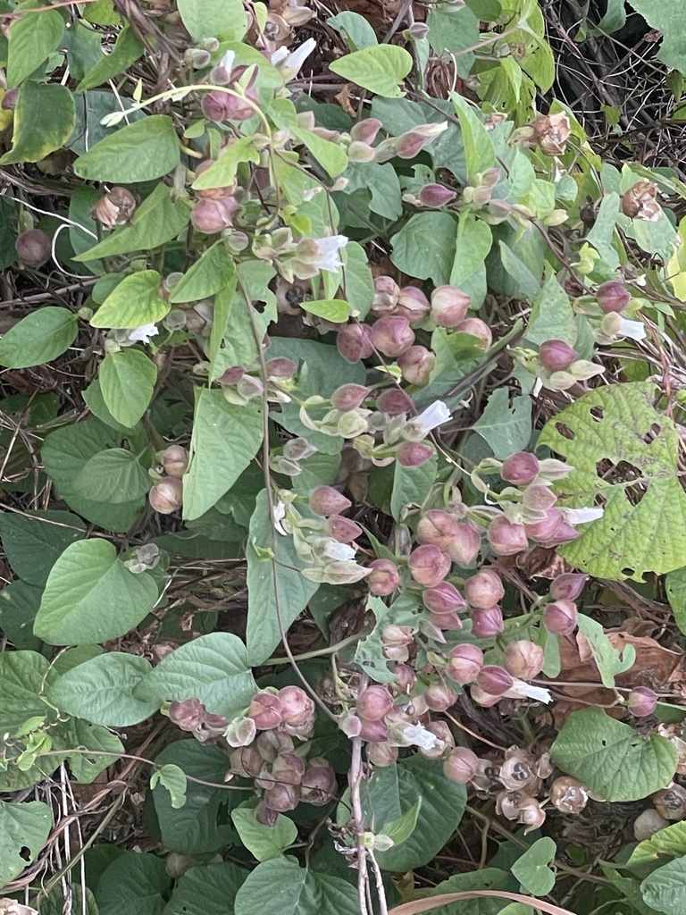 Turpeth from 臺灣島, 美濃區, KHH, TW on January 25, 2024 at 04:39 PM by ...