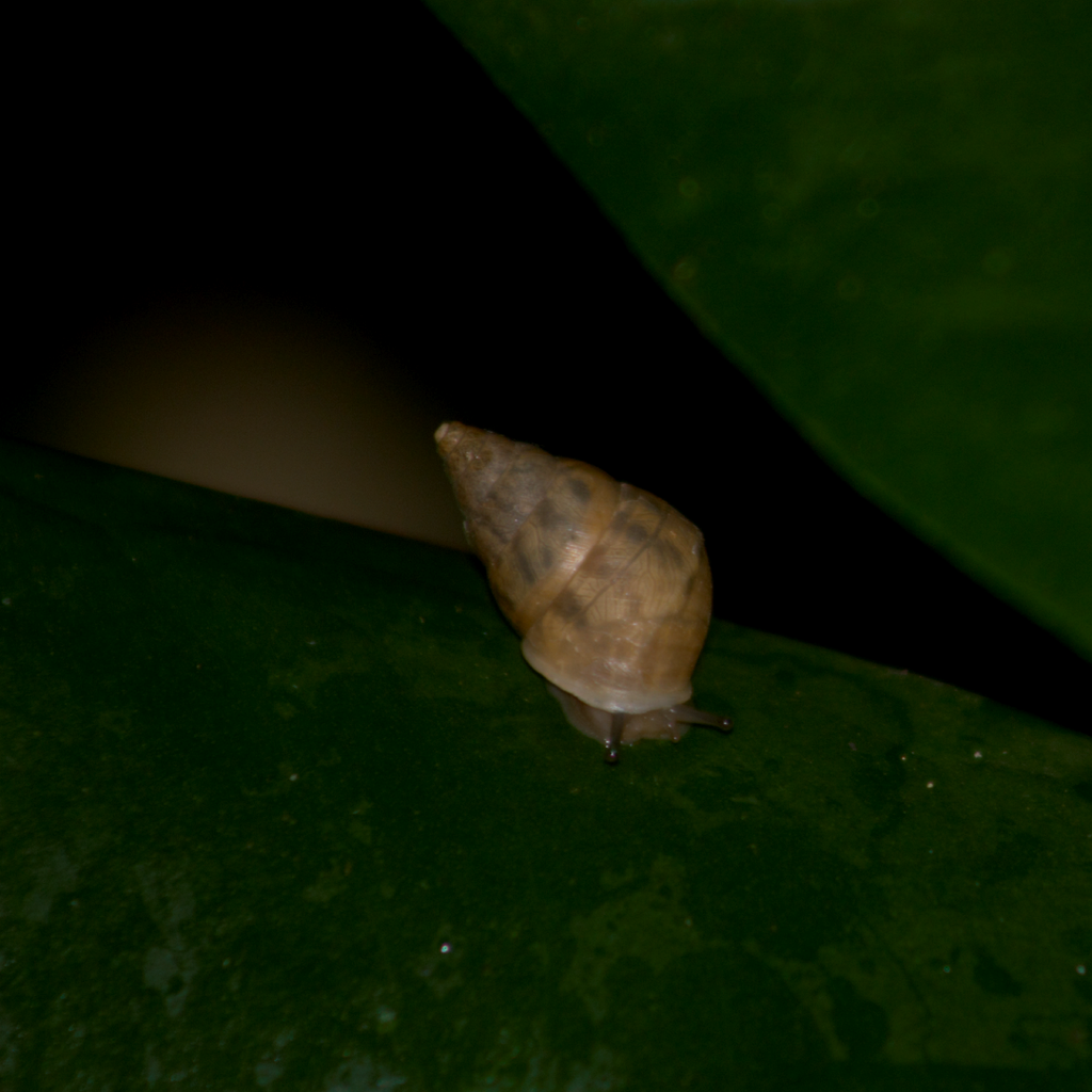 Bulimulus tenuissimus from Morro do Carcará - App Lagoa Encantada ...