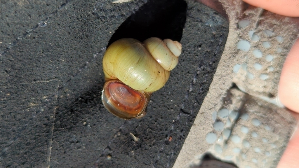 Chinese Mystery Snail from Okeechobee County, FL, USA on October 30 ...