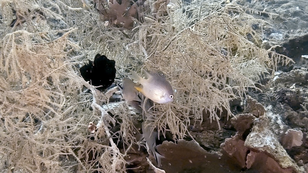 Batuna Damsel in December 2023 by R Lai · iNaturalist