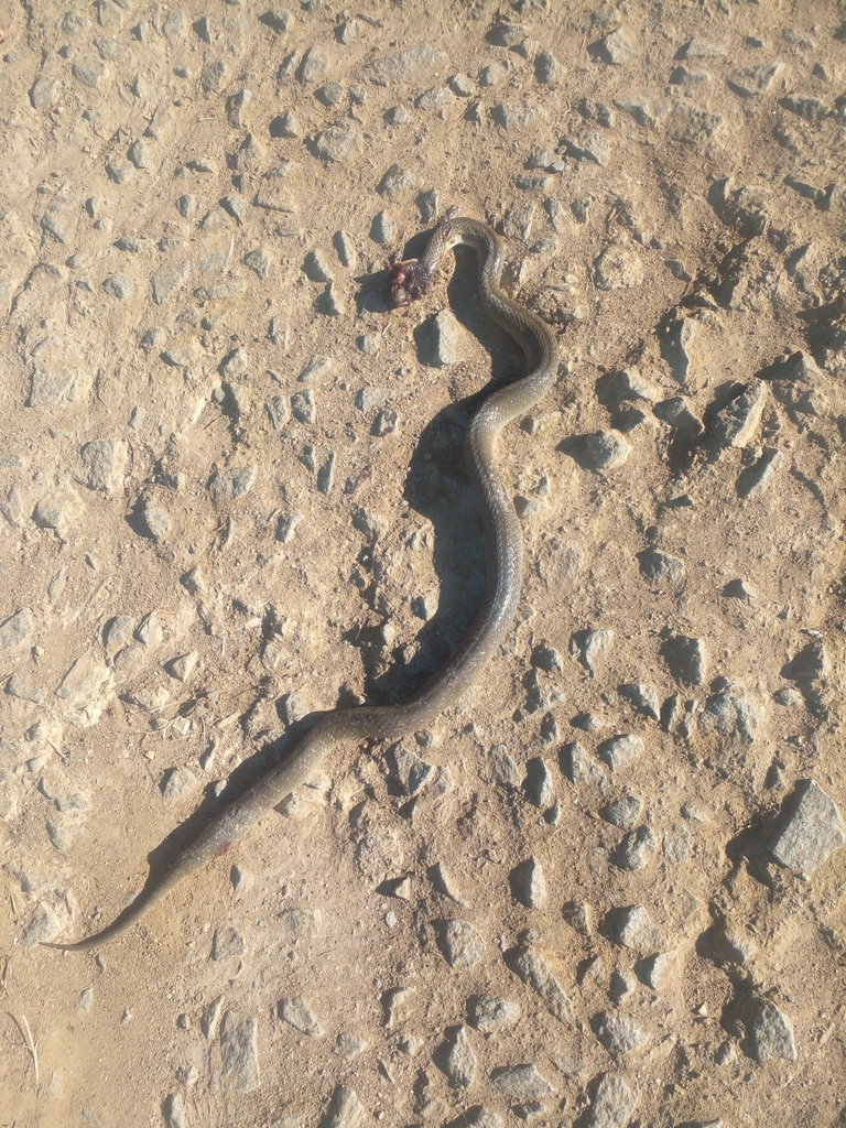 Red-lipped Snake from Ubuhlebezwe Local Municipality, South Africa on ...