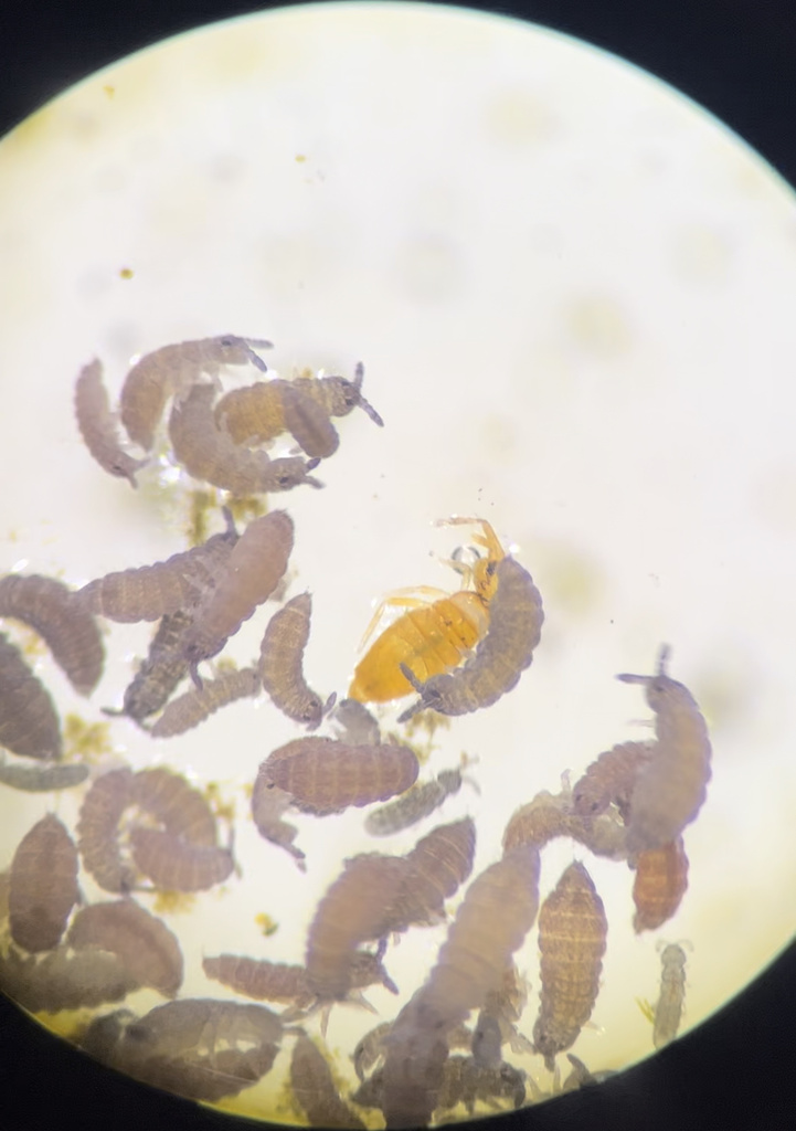 Hypogastrurid Springtails from Trinity University, San Antonio, TX, US ...
