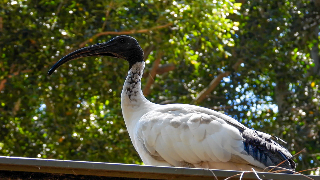 Australian Ibis from 20 Labouchere Rd, South Perth WA 6151澳大利亚 on ...