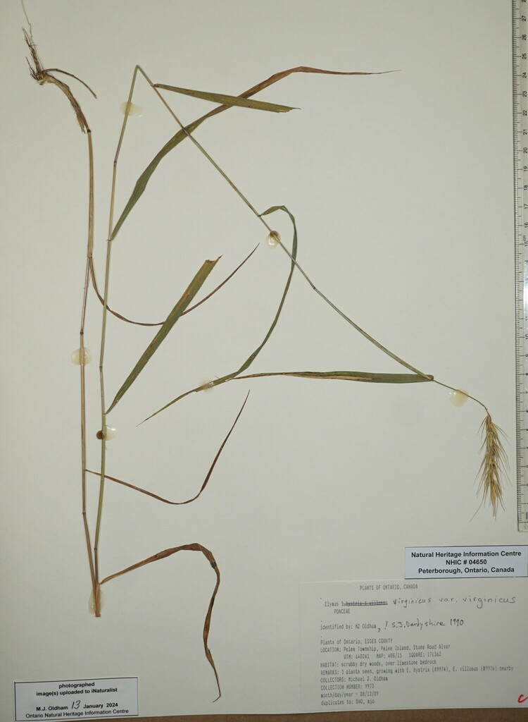 Common Eastern Wild-rye from Canada, Ontario, ESSEX County, Pelee ...