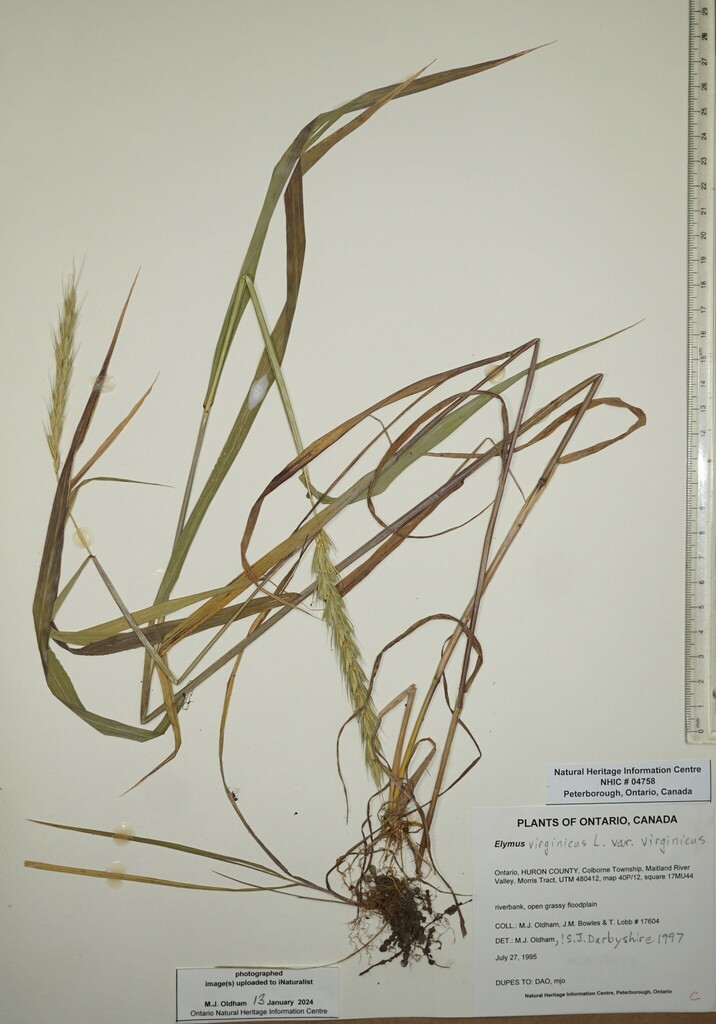 Common Eastern Wild-rye from Canada, Ontario, HURON County, Maitland ...