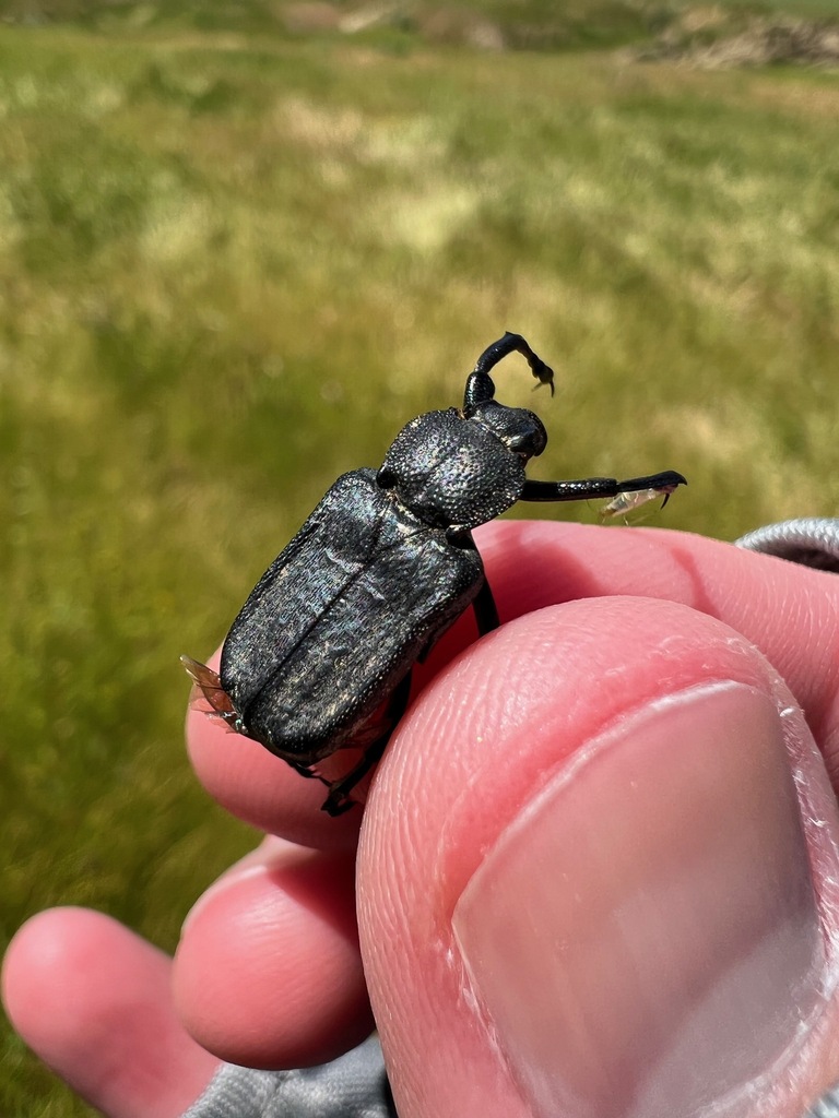 Anteater Scarabs from San Benito County, CA, USA on April 22, 2023 at ...