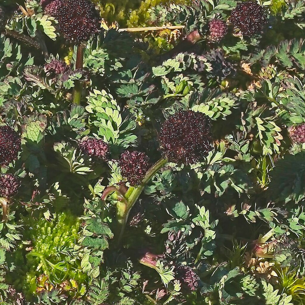Hybrid burnet from South Georgia and the South Sandwich Islands on ...