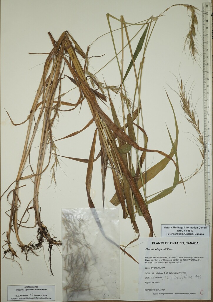 Wiegand's wild rye from Canada, Ontario, THUNDER BAY County, near Arrow ...