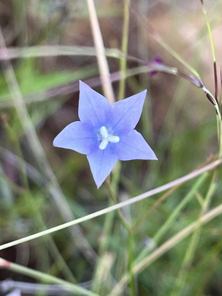 African Blue Bell from Waterberg Mountain, ZA-NP-WA, ZA-NP, ZA on ...
