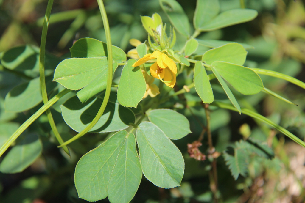 American Sicklepod from Rossville QLD 4895, Australia on June 8, 2023 ...