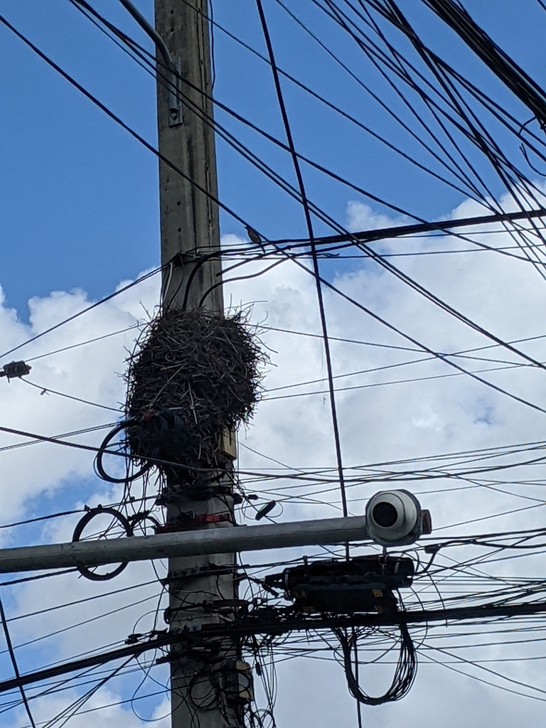 Palmchat from Moca, DO-ES, DO on January 25, 2024 at 12:52 PM by Adam ...