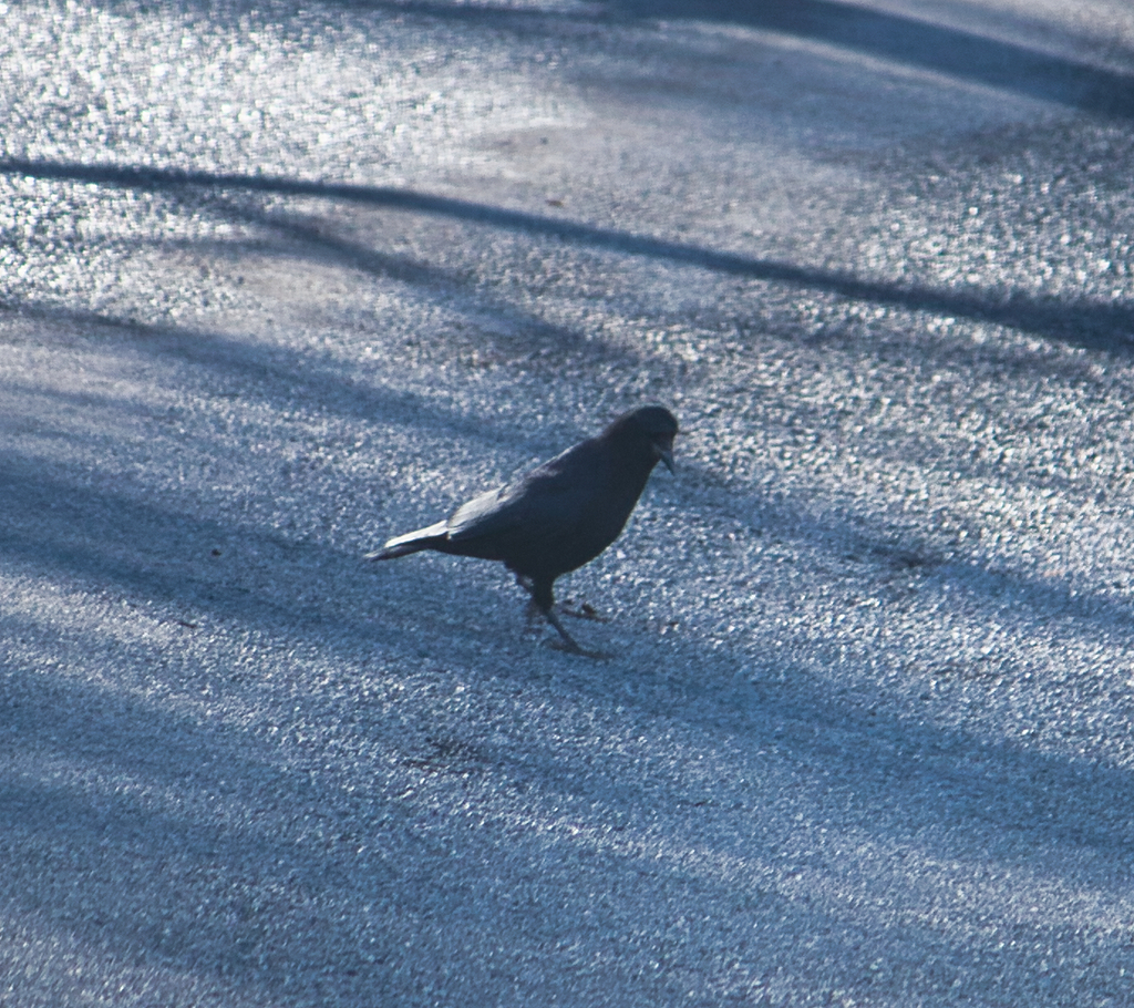 American Crow from Bedford County, VA, USA on January 1, 2023 at 03:18 ...