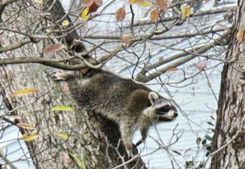 Common Raccoon from Bradmoor Dr, Bethesda, MD, US on December 11, 2023 ...