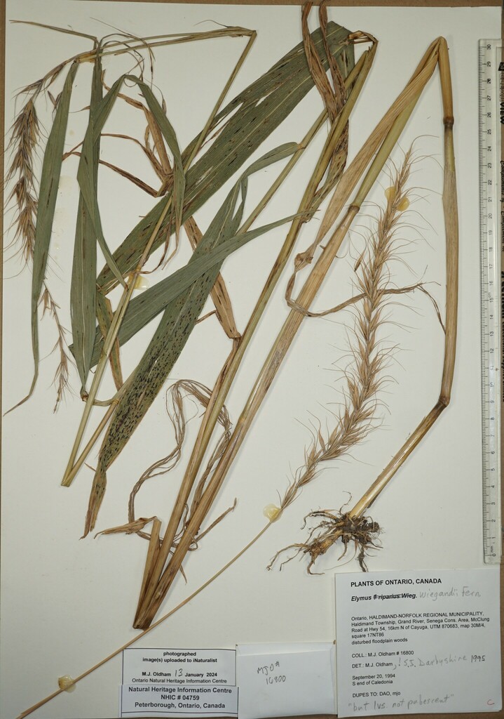 Wiegand's wild rye from Canada, Ontario, HALDIMAND County, Grand River ...