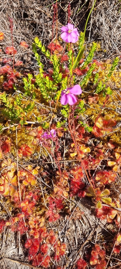 Peninsula Sundew from Table Mountain (Nature Reserve), Cape Town, South ...