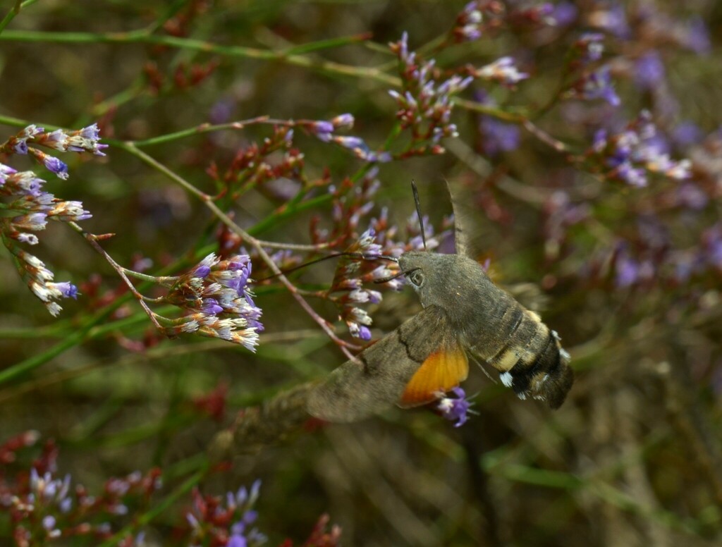 Eurasian Hummingbird Hawkmoth from Provincia di Grosseto, Italia on ...