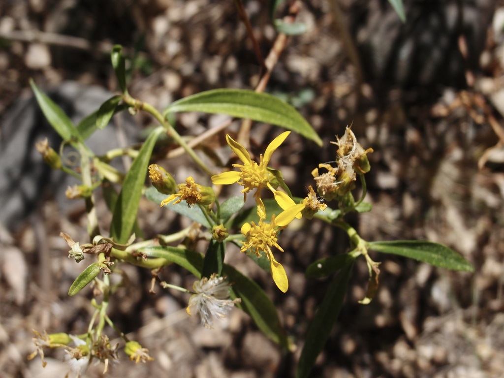 Willow Ragwort from Santa Cruz County, AZ, USA on April 24, 2016 at 11:24 AM by Sue Carnahan ...