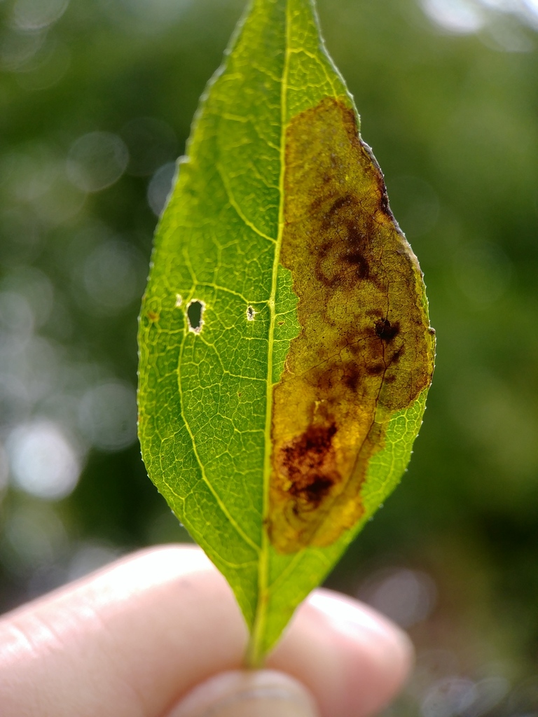 Calycomyza vogelmanni from Norfolk County, ON, Canada on August 30 ...