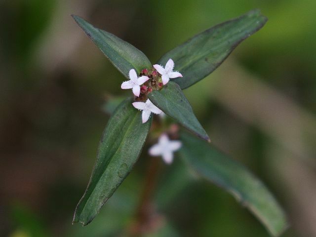 Woodland false buttonweed from Vista View Park, 4001 SW 142nd Ave ...