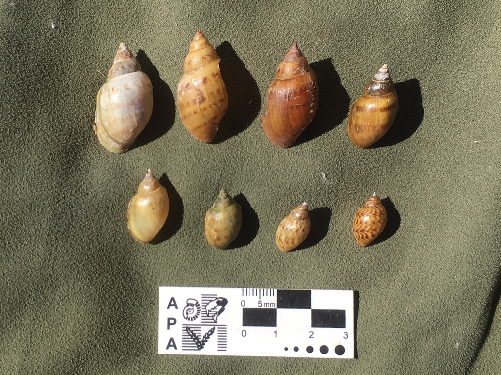 Chilina Snails from Ruta Provincial 71, Chubut, AR on January 23, 2024 ...