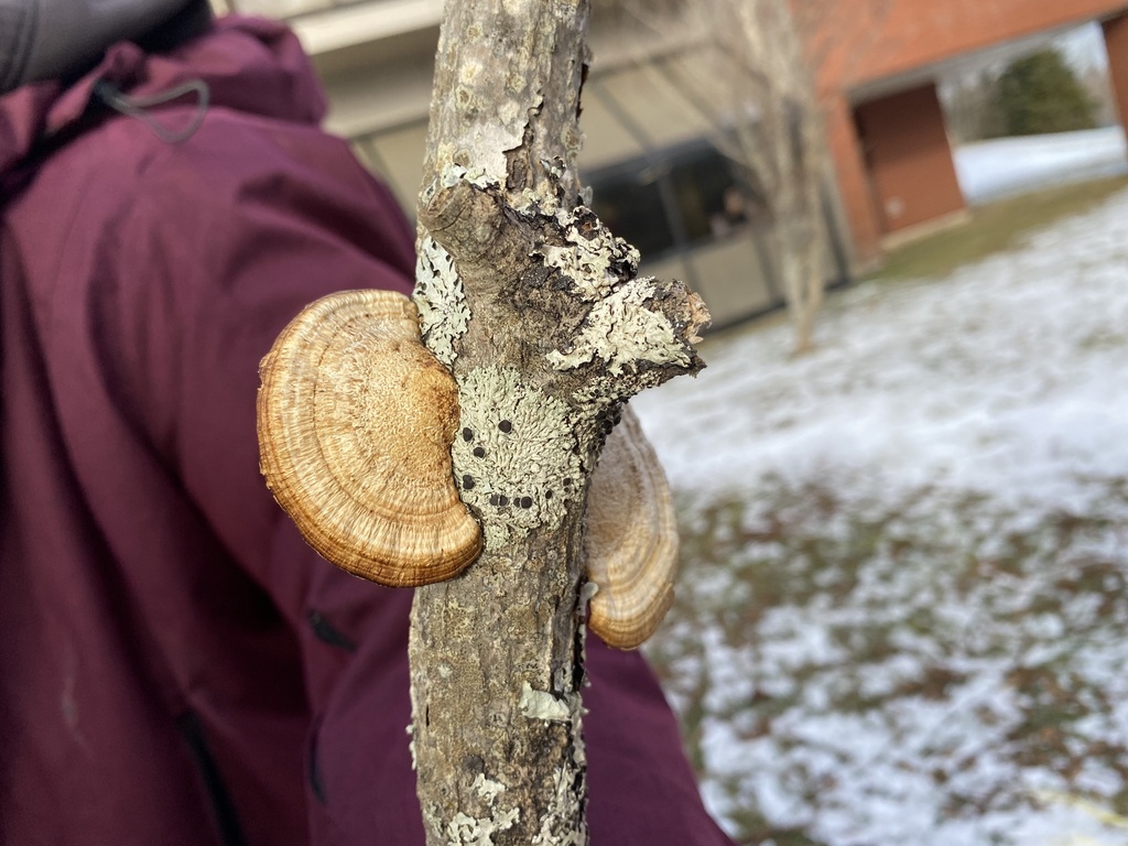 Thin-walled Maze Polypore from Cape Breton University, Cape Breton, NS ...