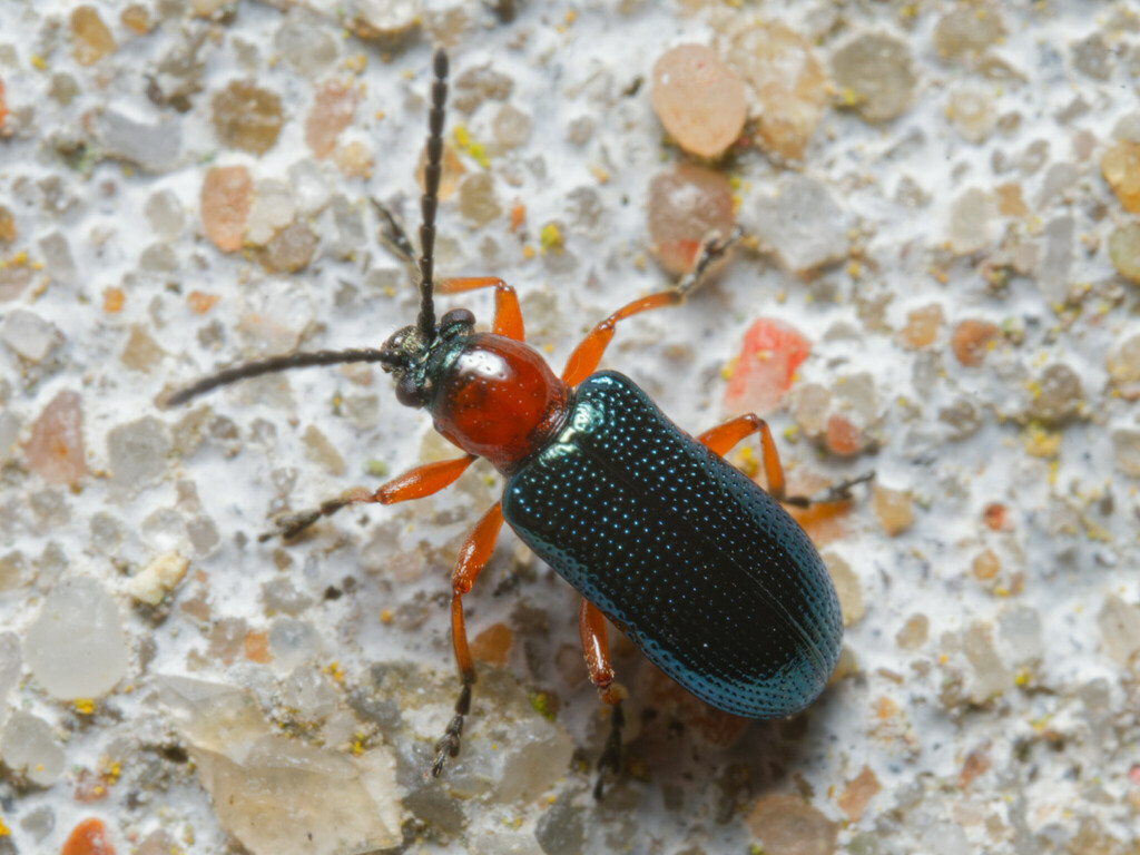 Oulema melanopus from 59300 Valenciennes, France on January 24, 2024 at ...