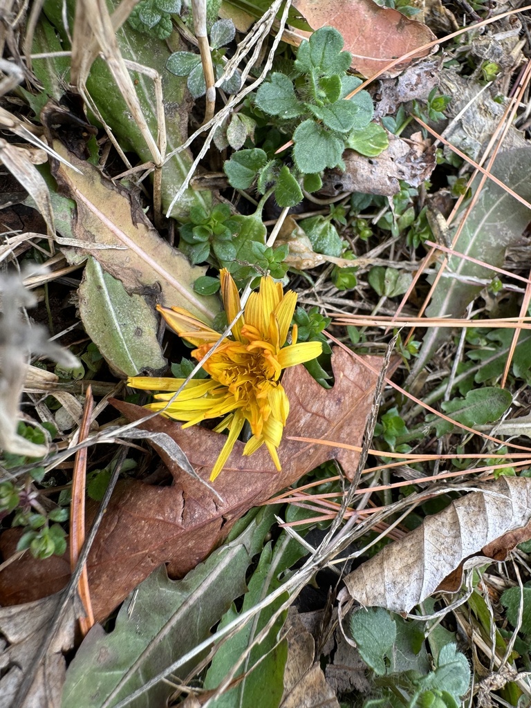 common dandelion from Second St SE, Charlottesville, VA, US on January ...