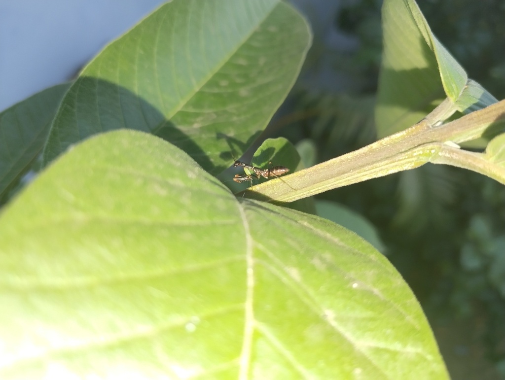 Asian Ant Mantises from Churhe Bada, Brahmapuri, Maharashtra 441206 ...