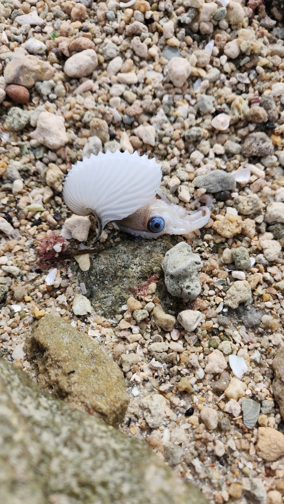 Greater Argonaut from Miami-Dade County, US-FL, US on January 25, 2024 ...