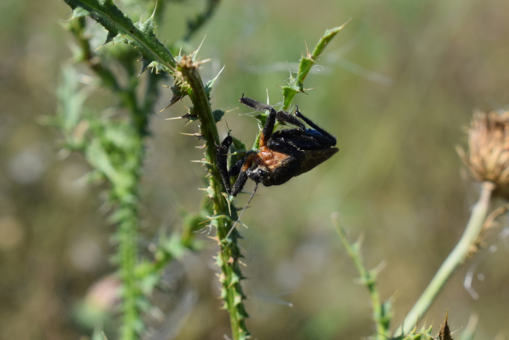 Bee Assassins from Las Colonias, Santa Fe, Argentina on January 25 ...