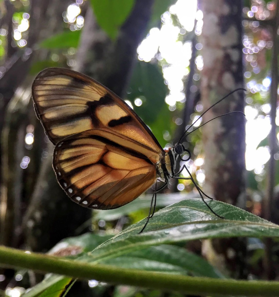 Athesis clearista from Oporapa, Huila, Colombia on September 24, 2020 ...