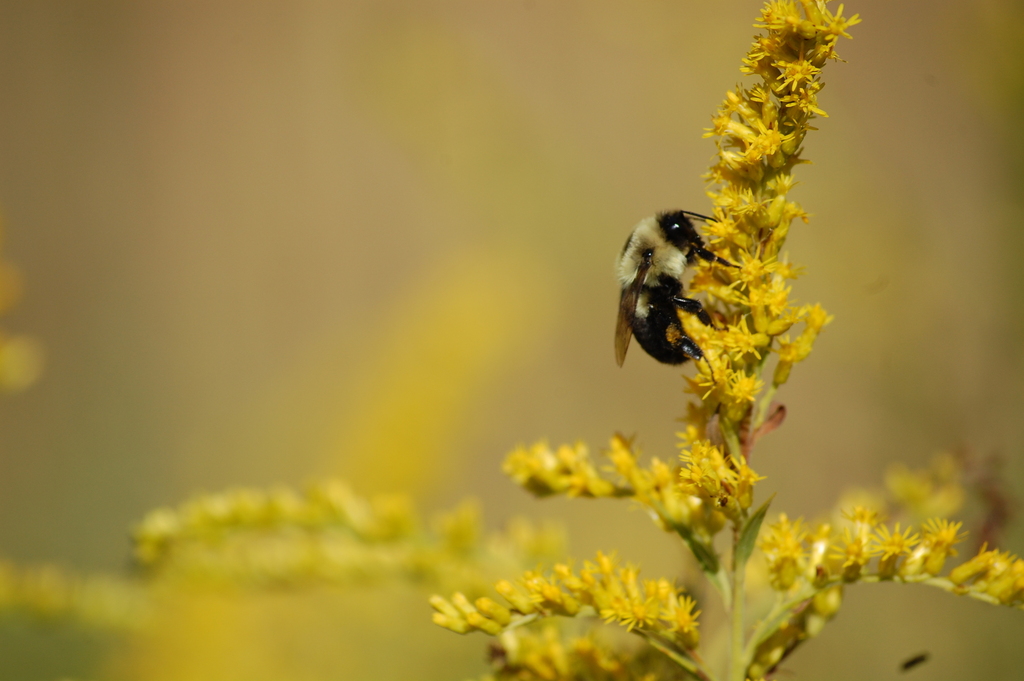 Common Eastern Bumble Bee from 3044 Broadway Extended, Greenville, MS ...