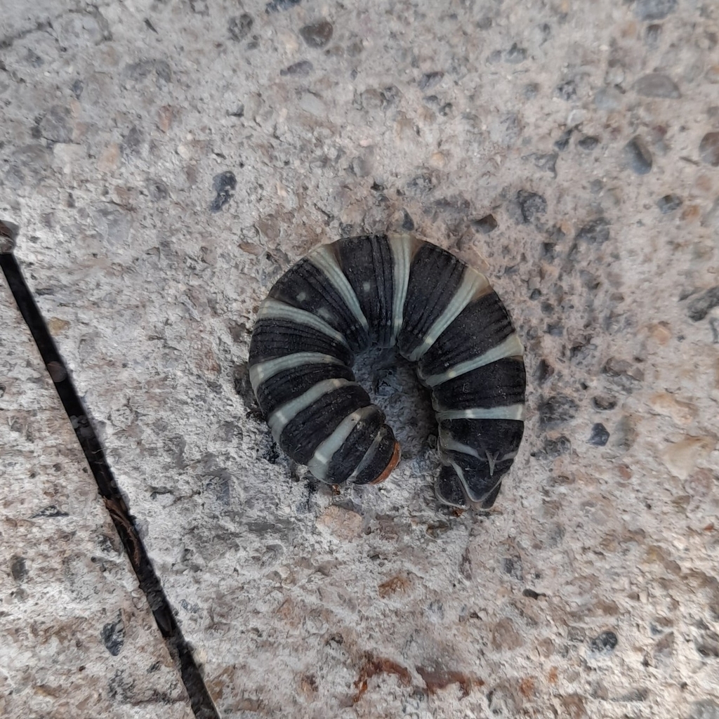 Pachylia syces from Francisco Medina Ascencio y Calle Los Peines, Villa ...