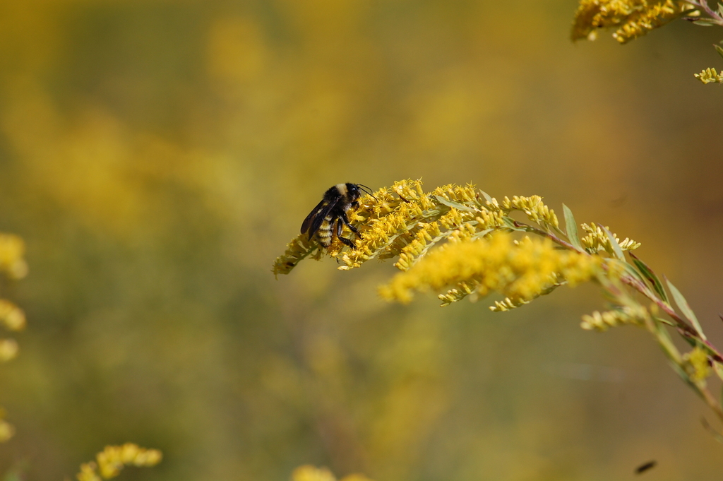 American Bumble Bee from 3044 Broadway Ext N, Greenville, MS 38703 on ...