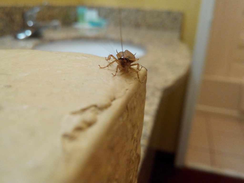 German Cockroach in September 2016 by Charlie Coslor. Our hotel room ...