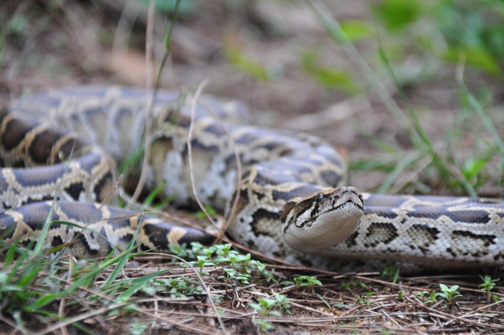 Burmese Python in March 2019 by Edward Lin · iNaturalist